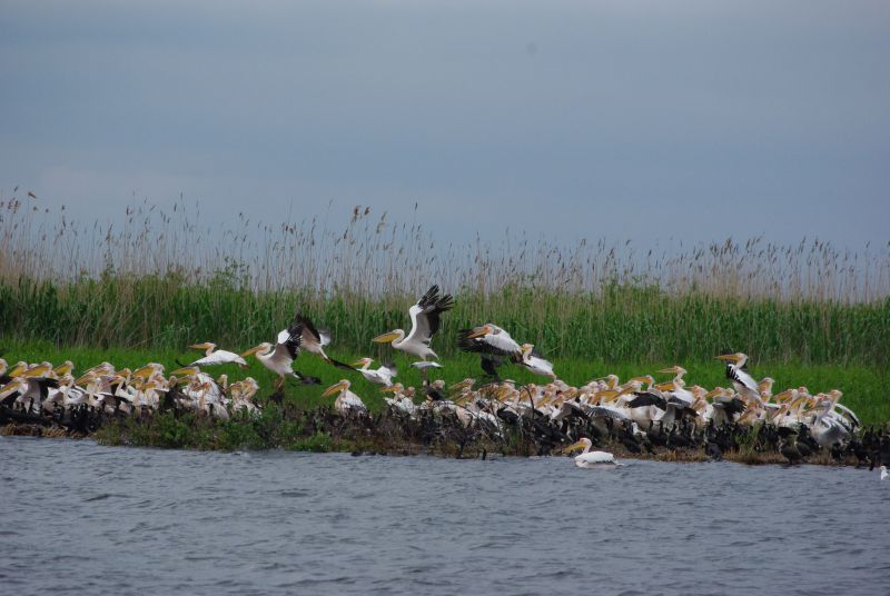 Danube Delta Tours | Natureguide.ro- Romanian Wildlife Experience