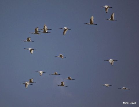 Autumn bird migration | Natureguide.ro